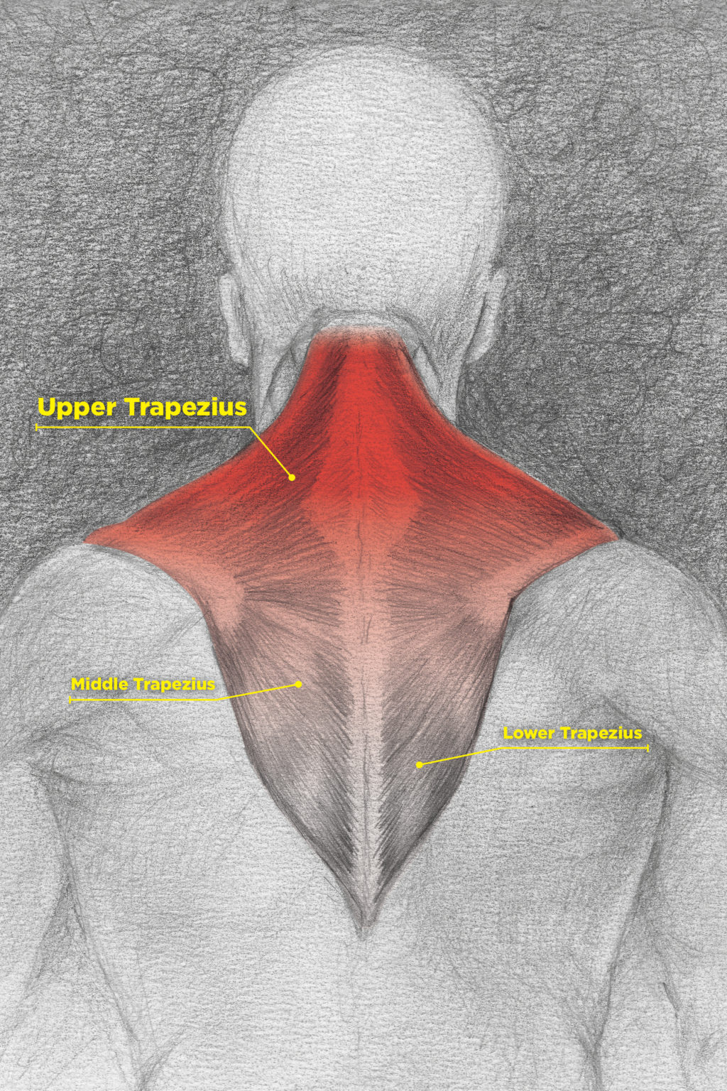 Miserable Muscle Number Two - The Upper Trapezius, The Stress Holder ...