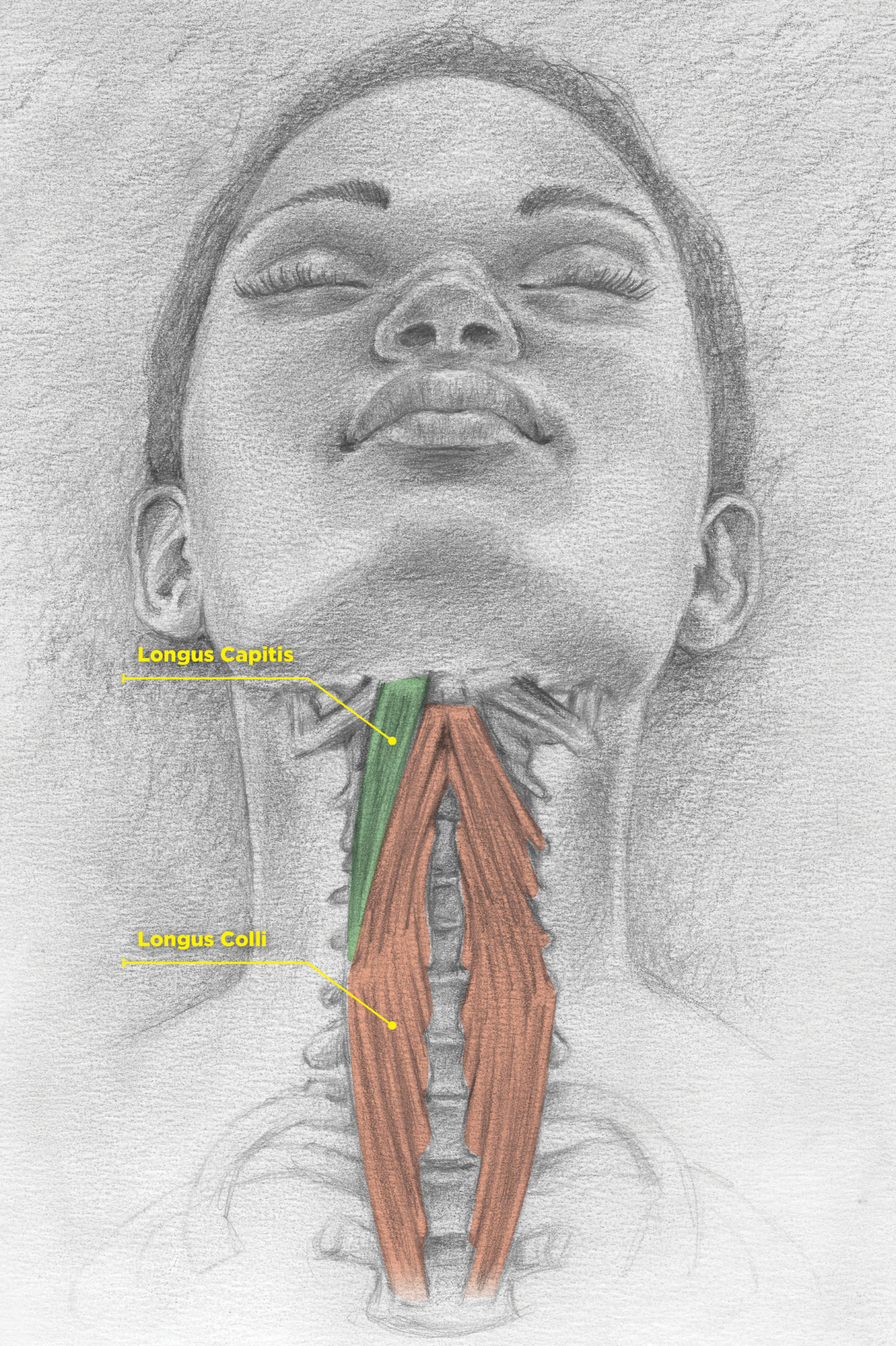 The Longus Colli and Longus Capitis Muscles – Work the Front of the ...